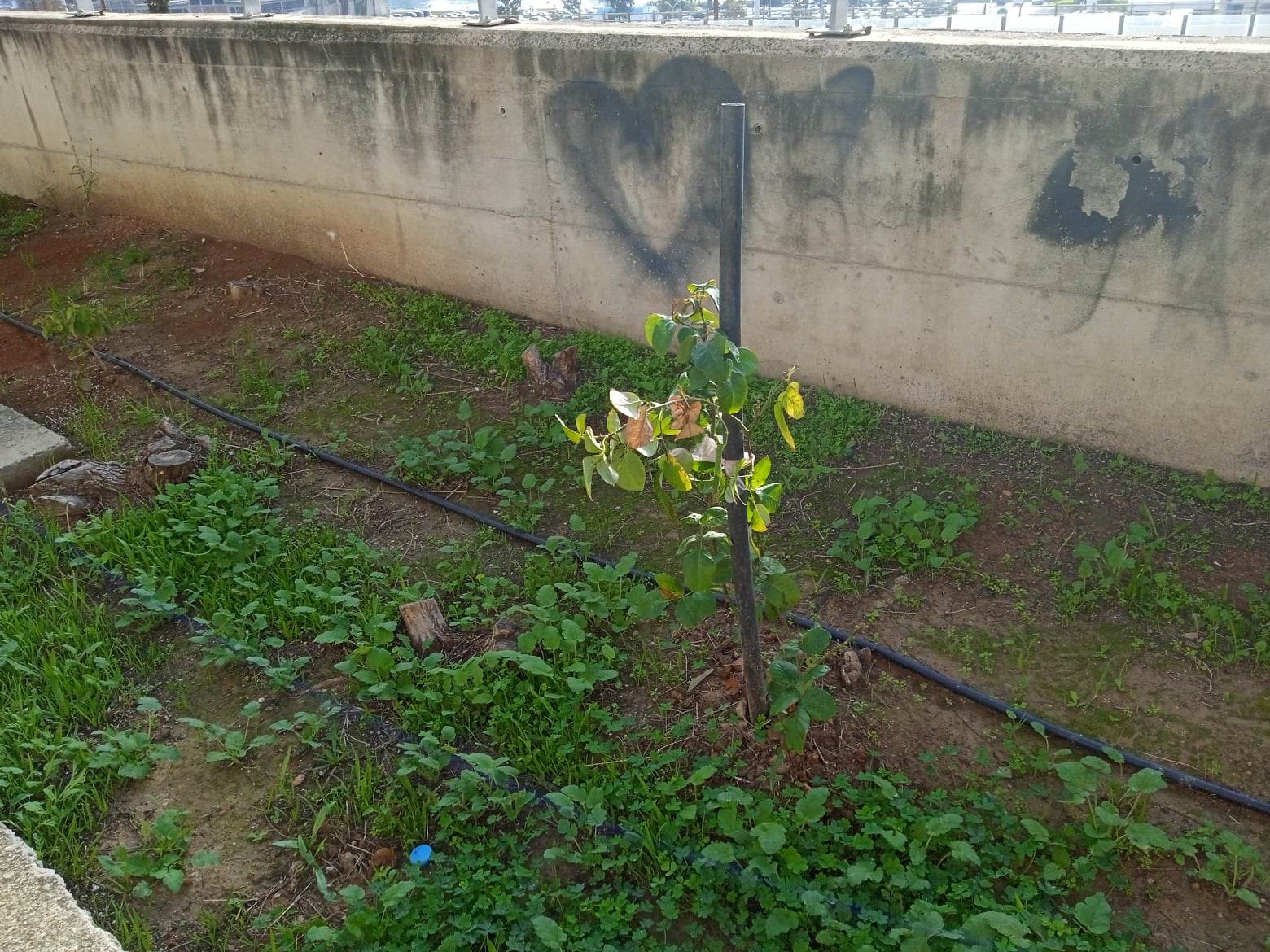 ΦΥΤΕΥΣΕΙΣ ΚΥΚΛΑΜΙΝΩΝ, ΤΡΙΑΝΤΑΦΥΛΛΙΩΝ & ΕΓΚΑΤΑΣΤΑΣΗ ΝΕΩΝ ΑΡΔΕΥΤΙΚΩΝ ...