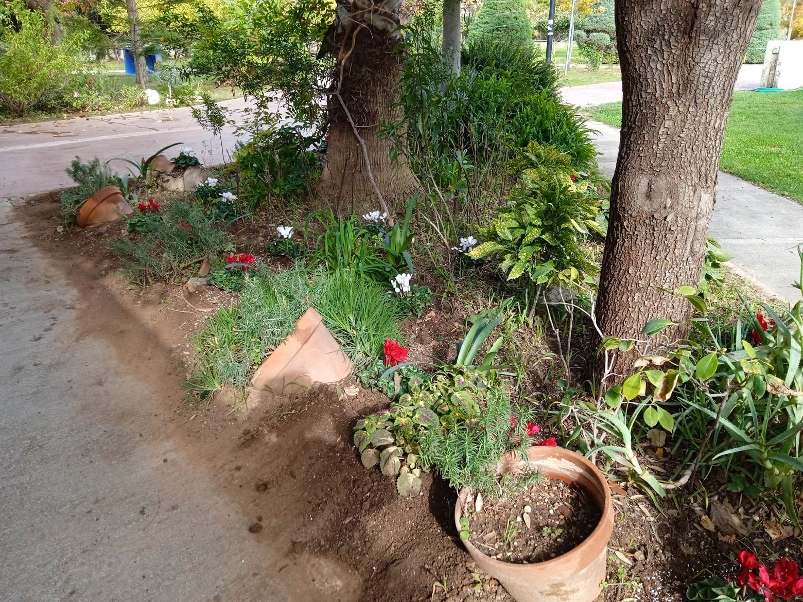 ΦΥΤΕΥΣΕΙΣ ΚΥΚΛΑΜΙΝΩΝ, ΤΡΙΑΝΤΑΦΥΛΛΙΩΝ & ΕΓΚΑΤΑΣΤΑΣΗ ΝΕΩΝ ΑΡΔΕΥΤΙΚΩΝ ...